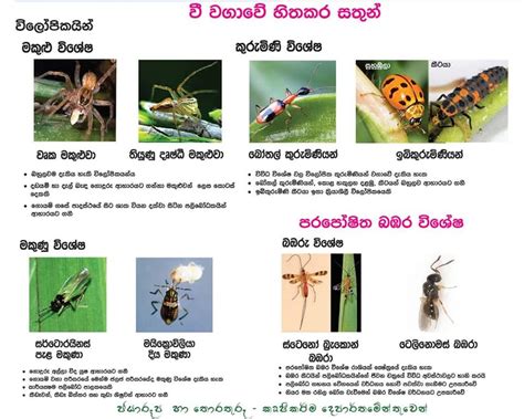 සොඳුරු හරිතවේදියා Agri Bst Senehas Gamage
