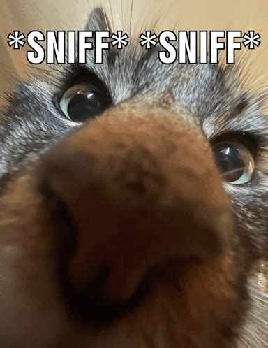 Sniff Sniff Meme Sniff Sniff Discover And Share S