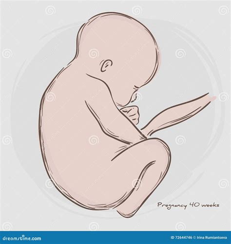Pregnancy Fetal Growth From Fertilization Stock Vector Illustration Of Fertilization