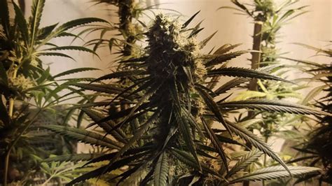 Заловиха дилър с Ривотрил и саксии с канабис Новини бг