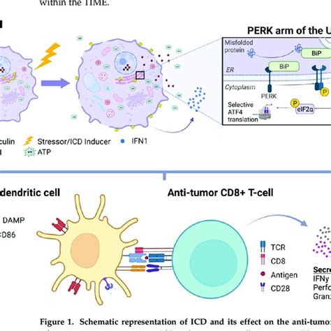 Schematic Representation Of Icd And Its Effect On The Anti Tumor Immune Download Scientific