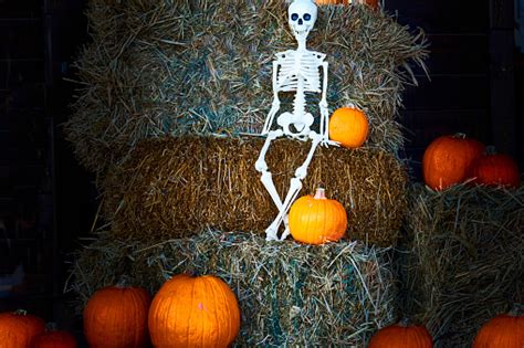 오렌지 호박으로 둘러싸인 어두운 건초에 앉아있는 하얀 할로윈 해골 0명에 대한 스톡 사진 및 기타 이미지 0명 10월