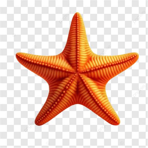 투명 한 배경에 앞에 있는 불가사리의 3d 이미지 불가사리의 3d 이미지 앞에서 봐 만화 Png 일러스트 및 이미지 에 대한 무료 다운로드 Pngtree
