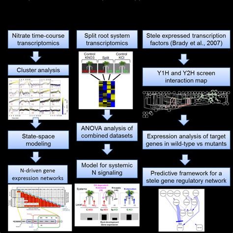 Examples Of Top Down Approaches To Infer Gene Regulatory Networks