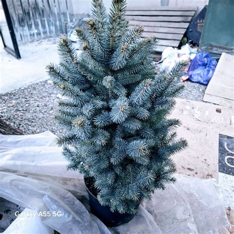 ფლორაჰოლიკი ფლორაჰოლიკი Added A New Photo