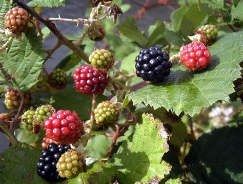 How to Kill and Get Rid of Brambles? - Top 3 Strategies