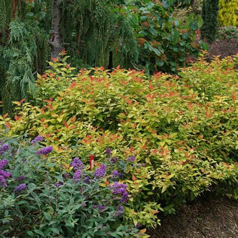 Spirea Candy Corn Sugar Creek Gardens