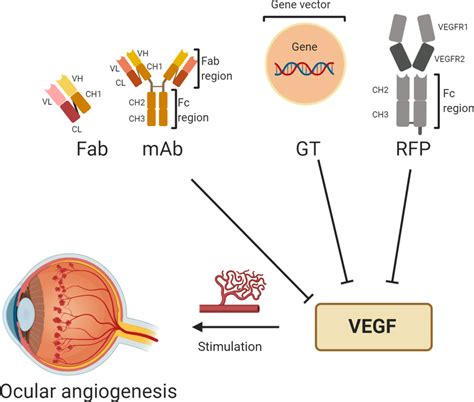Representative Molecular Modalities Of Different Anti‐vegf Agents To