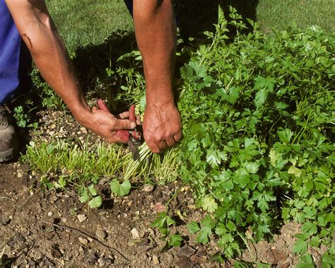 How To Prune Parsley For A Bushier Plant Gardeningetc