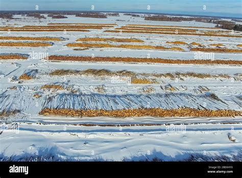 Cut Trees Siberia Hi Res Stock Photography And Images Alamy