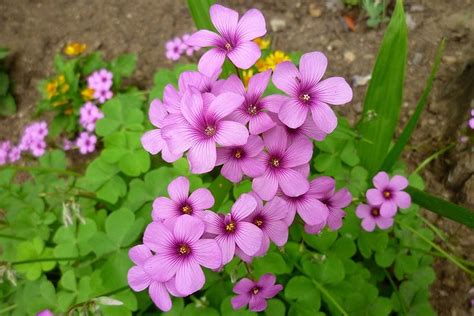 歴史の浪漫街道 多摩ウオーク 四季の草花 春 芋酢漿草 イモカタバミオキザリス