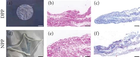 Histological Analysis Of Ac Dpp And Df Npp A D Download