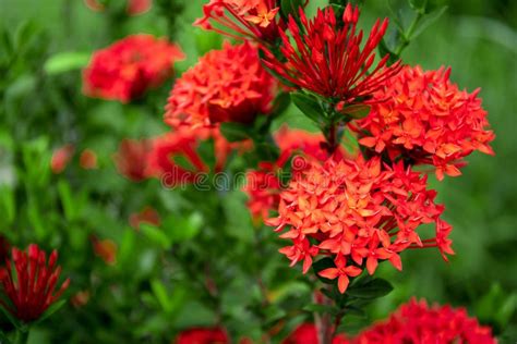Red Spike Flower In The Garden Stock Image Image Of Color
