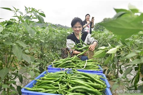 貴州錦屏種植的這種青椒產量可達250餘噸預計收入500萬元以上 每日頭條