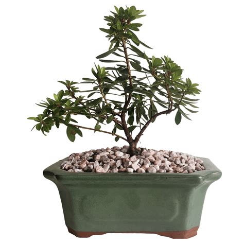 3 X Azalea Saotome Bonsai Starter Small Buy Bonsai