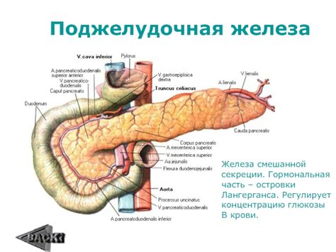 Поджелудочная железа картинки анатомия