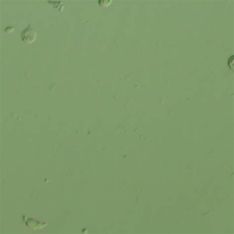 Cell Counting Object Detection Dataset And Pre Trained Model By Follicle