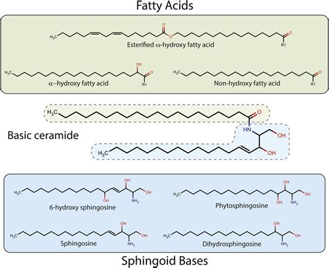 The Structure Function And Importance Of Ceramides In Skin And Their