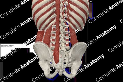 Multifidus Muscles Complete Anatomy
