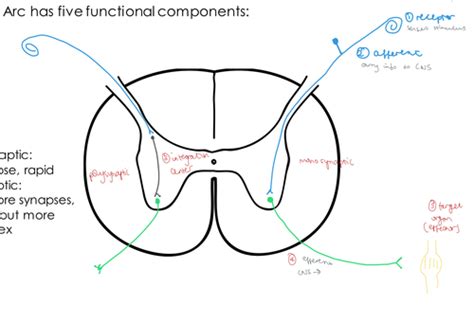 Lecture Spinal Reflexes Flashcards Quizlet