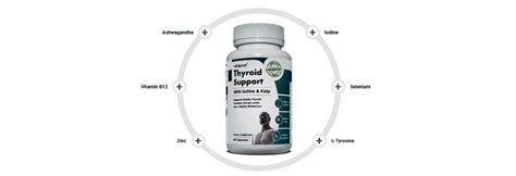 Thyroid Support Ingredients Thyroid In Women