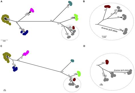 phylogenetic trees based on concatenated sequences of 7 mlst