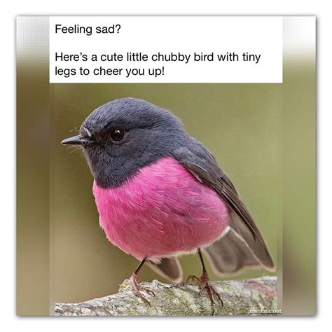 Cute Bird Meme