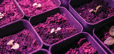 Meshtek Labs Deploys Smart Lighting Network In California Greenhouse