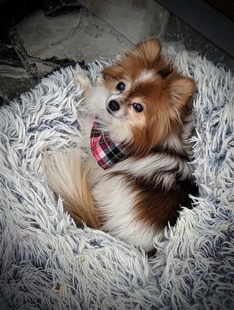 Shes Half Pom Does That Count Rpomeranians