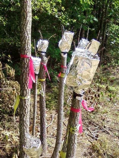 Sex Change Operation Transfered From QDMA Forum Wildlife Habitat Lets Talk