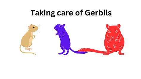 Gerbil Care Tips How To Take Care Of A Gerbil