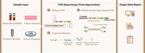 δ Chain Of Tcr Sequencing Service Cd Genomics