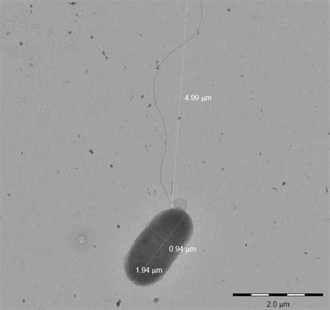 Massilia Antarctica Wikiwand