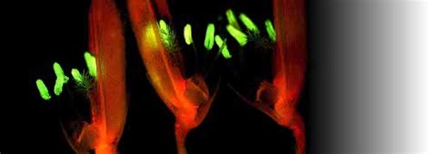 1231 Canopy Architecture And Light Interception Plants In Action