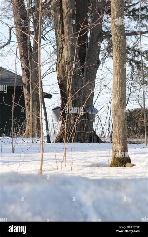 Metal Sap Bucket Attached To A Maple Tree To Catch Sap Drippings For Making Maple Syrup Stock