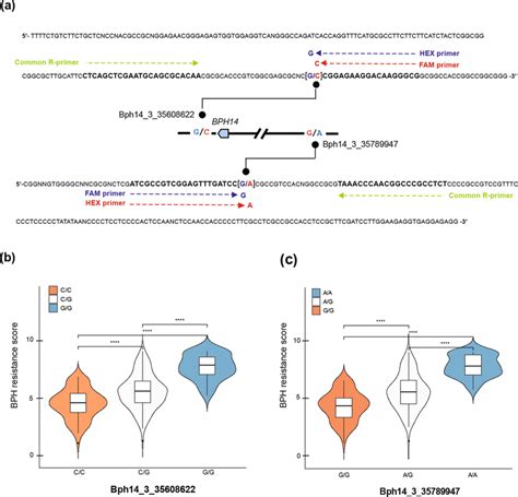 The Bph14335608622 And Bph14335789947 Kasp Marker Development And Download Scientific