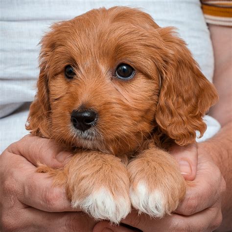 Micro Mini Goldendoodle Purple Girl Reserved For Lisa Inland Doodles