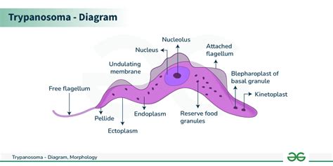 Trypanosoma Brucei Morphology