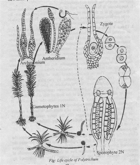 Polytrichum Moss Life Cycle Occurrence Alternation Of Generation