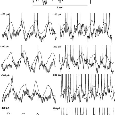 Graph Summarizing The Effects Of Hyperpolarizing And Depolarizing Download Scientific Diagram