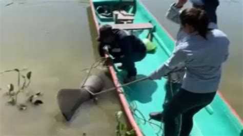 Se Registran Muertes De Manatíes En Tabasco