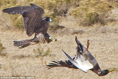 What A Lucky Duck Mallards Miracle Mid Air Escape As Peregrine Falcon