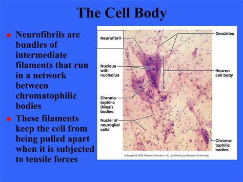 Ppt Fundamentals Of The Nervous System And Nervous Tissue Powerpoint