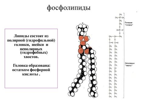 Фосфолипид белок – Telegraph