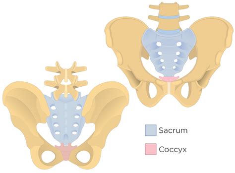 Coccyx Bone Labeled