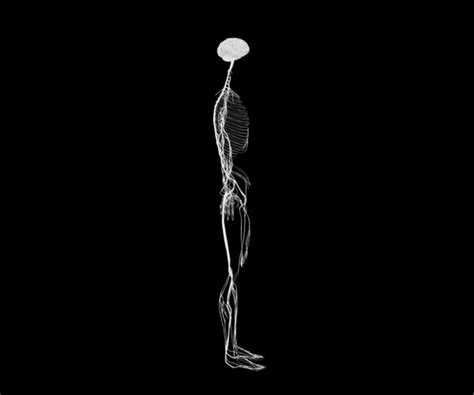 Artstation Nervous System 3d Model Realistic Human Nervous System