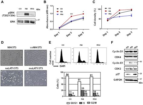 Oncogenic Transformation Of Nih 3t3 Cells By The Overexpression Of L Type Amino Acid Transporter