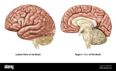 Corte Sagital Del Cerebro