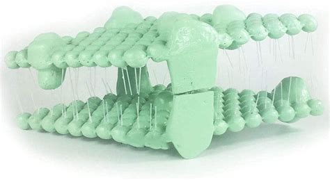 Cell Membrane Structure Model Cell Membrane Model Medical Science Model Desertcart Kenya