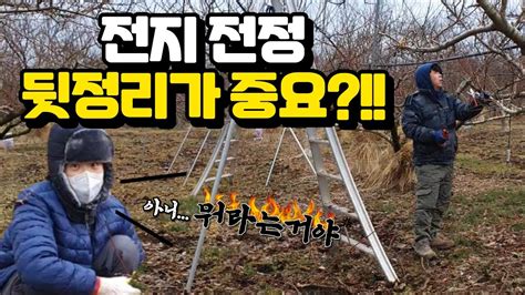 복숭아 나무 건강하게 키우기‼️전지 전정 가지치기보다 치우는게 더 중요해 ️ Youtube